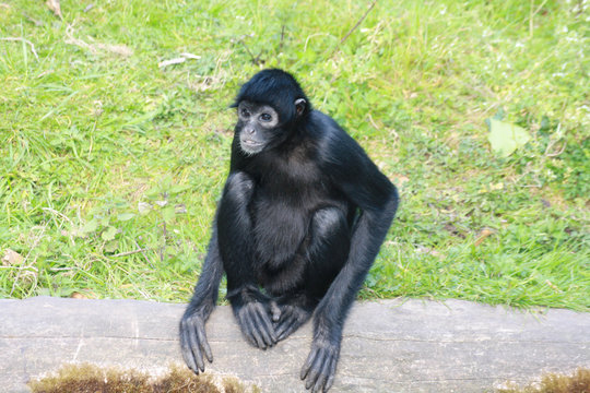 「Atele」の写真素材 | 26件の無料イラスト画像 | Adobe Stock