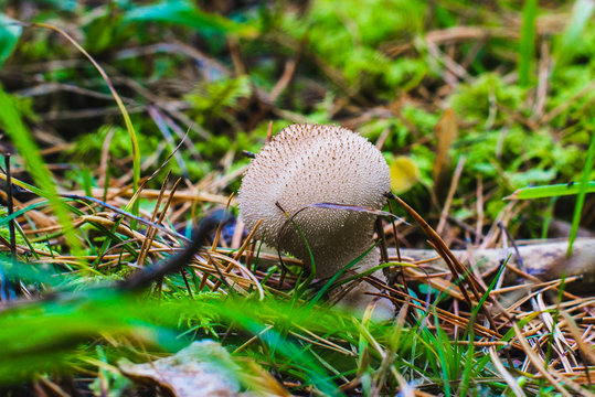 Fuzzball bilder – Bläddra bland 881 stockfoton, vektorer och videor ...