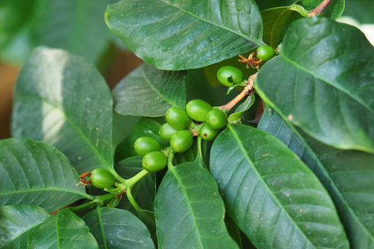 รูปภาพCoffea – เลือกดูภาพถ่ายสต็อก เวกเตอร์ และวิดีโอ127,748 | Adobe Stock