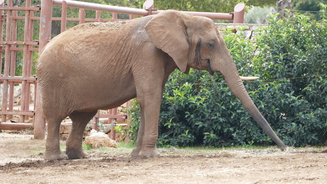 Pachiderma Images – Parcourir 820 le catalogue de photos, vecteurs et ...