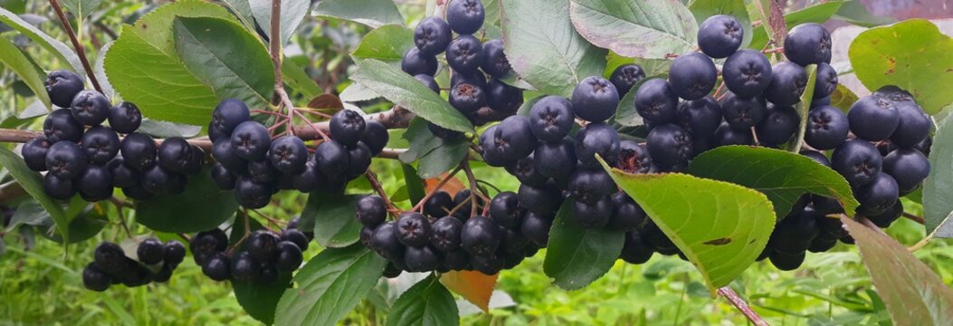 Aronia Images – Browse 14,019 Stock Photos, Vectors, and Video | Adobe ...