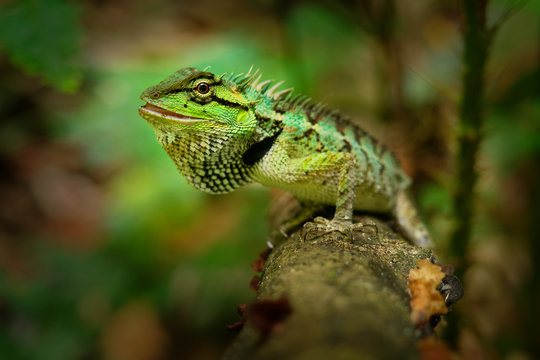 รูปภาพAgamidae – เลือกดูภาพถ่ายสต็อก เวกเตอร์ และวิดีโอ10,098 | Adobe Stock
