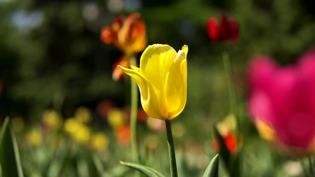 Beautification Images – Browse 22,481 Stock Photos, Vectors, and Video ...