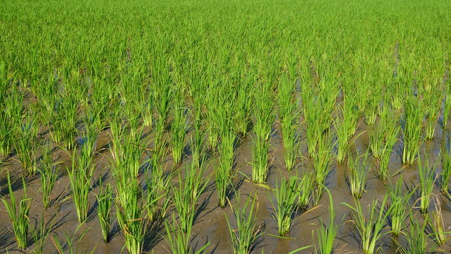 「Reispflanzen」の画像 - 144 件の Stock 写真、ベクターおよびビデオ | Adobe Stock