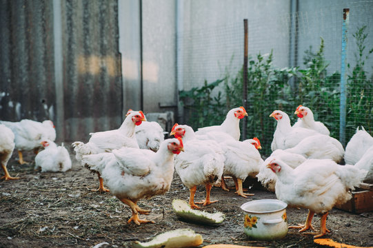 รูปภาพPoultry-Farm – เลือกดูภาพถ่ายสต็อก เวกเตอร์ และวิดีโอ158 | Adobe ...