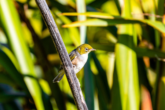 "Zosterops Lateralis" Images – Browse 423 Stock Photos, Vectors, and ...