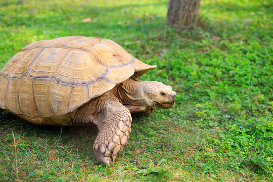 "Old Turtle"-Bilder: Stock-Fotos & -Videos. | Adobe Stock