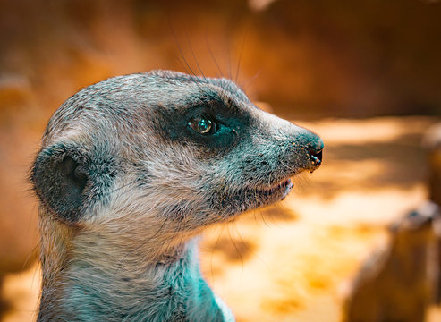 Ocico Bilder – Durchsuchen 66 Archivfotos, Vektorgrafiken und Videos ...