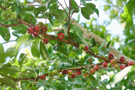 Imagens de Jamalac – Explore Fotografias do Stock, Vetores e Vídeos de ...