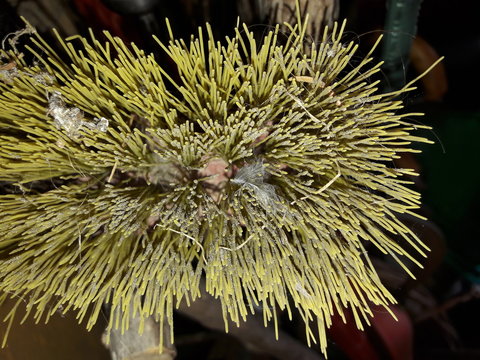 Distelarten-Bilder: Stock-Fotos & -Videos. | Adobe Stock