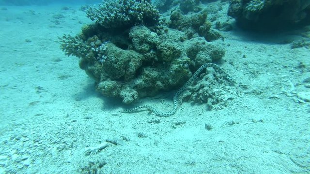 Eal Images – Browse 5,536 Stock Photos, Vectors, and Video | Adobe Stock