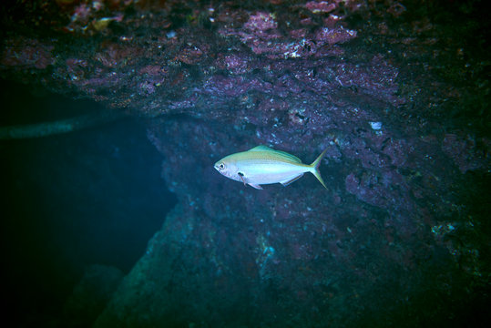 Jobfish Images – Browse 28 Stock Photos, Vectors, and Video | Adobe Stock