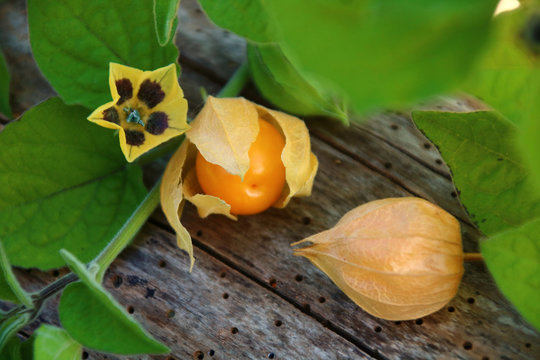 Judenkirsche bilder – Bläddra bland 360 stockfoton, vektorer och videor ...