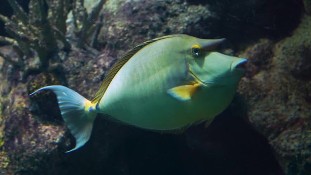 รูปภาพUnicornfish – เลือกดูภาพถ่ายสต็อก เวกเตอร์ และวิดีโอ1,365 | Adobe ...