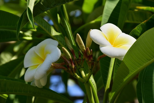 「Pomelia」の画像 - 38 件の Stock 写真、ベクターおよびビデオ | Adobe Stock