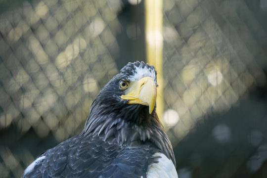 Imperiously Images – Browse 21 Stock Photos, Vectors, and Video | Adobe ...