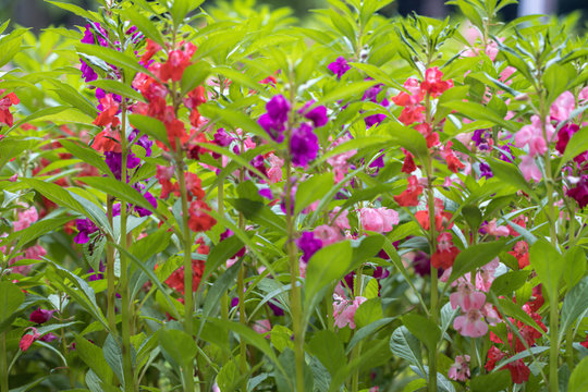 Snapweed Imagens – Procure 440 fotos, vetores e vídeos | Adobe Stock