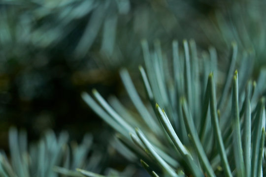 Foliole Bilder – Durchsuchen 1,126 Archivfotos, Vektorgrafiken und ...