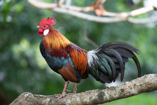 Gallus bilder – Bläddra bland 16,390 stockfoton, vektorer och videor ...