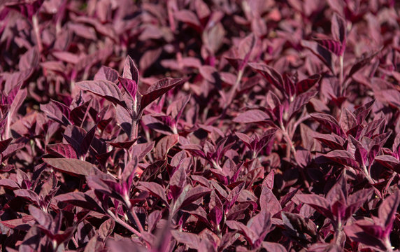 รูปภาพJoyweed – เลือกดูภาพถ่ายสต็อก เวกเตอร์ และวิดีโอ280 | Adobe Stock