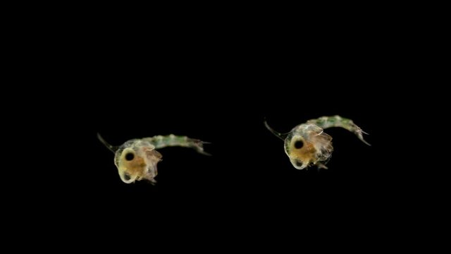 รูปภาพPleocyemata – เลือกดูภาพถ่ายสต็อก เวกเตอร์ และวิดีโอ157 | Adobe Stock