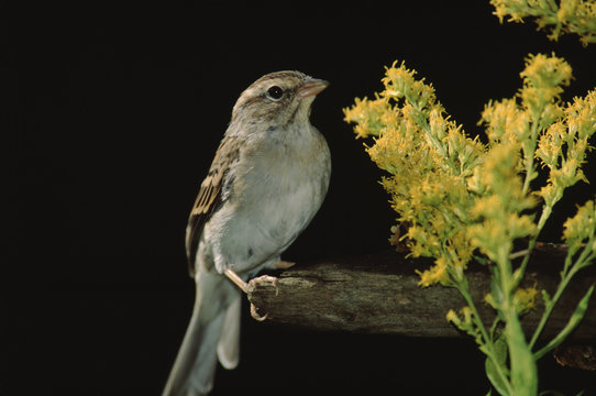 รูปภาพPasserina – เลือกดูภาพถ่ายสต็อก เวกเตอร์ และวิดีโอ948 | Adobe Stock