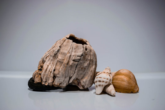 「Picoroco」の写真素材 | 14件の無料イラスト画像 | Adobe Stock