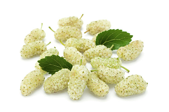 รูปภาพMalberry – เลือกดูภาพถ่ายสต็อก เวกเตอร์ และวิดีโอ156 | Adobe Stock