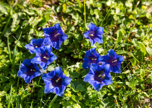"Gentian Flowers" Images – Browse 57 Stock Photos, Vectors, and Video ...