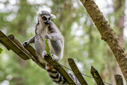 Ringstaartmaki-Bilder: Stock-Fotos & -Videos. | Adobe Stock
