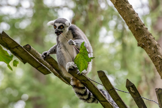 Ringstaartmaki-Bilder: Stock-Fotos & -Videos. | Adobe Stock