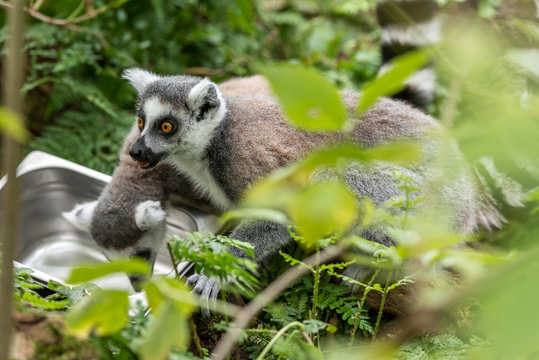 Ringstaartmaki-Bilder: Stock-Fotos & -Videos. | Adobe Stock