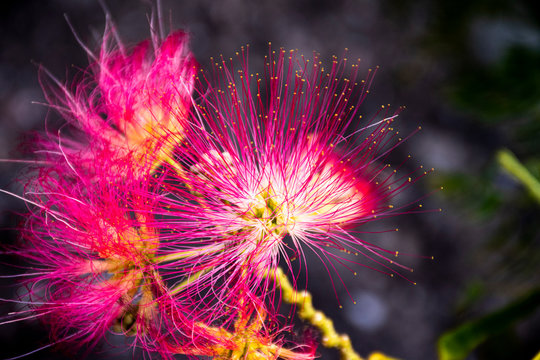 Siris Bilder Bläddra Bland 308 Stockfoton Vektorer Och Videor Adobe Stock