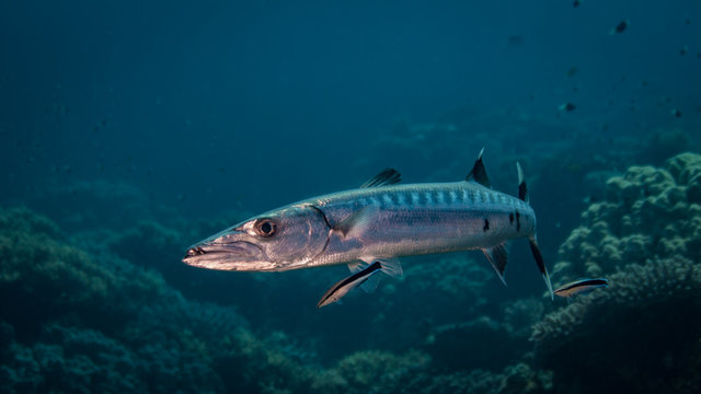 Barrakuda Bilder – Durchsuchen 11,770 Archivfotos, Vektorgrafiken und ...