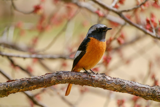 Otterrute Bilder – Durchsuchen 103 Archivfotos, Vektorgrafiken und ...