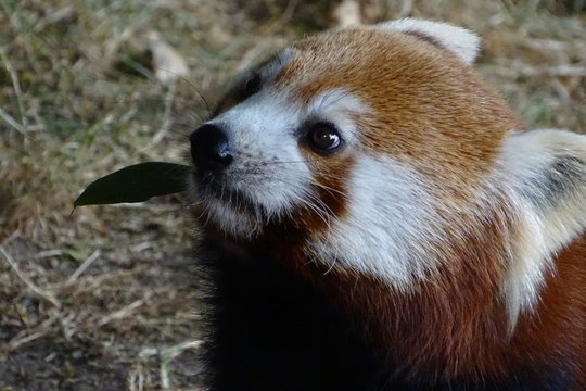 Ailuridae Images – Browse 844 Stock Photos, Vectors, and Video | Adobe ...