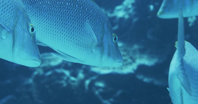 Imágenes de Corocoro: descubre bancos de fotos, ilustraciones, vectores ...