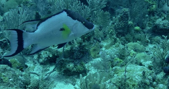 "Silver Fish" Images – Browse 2,316 Stock Photos, Vectors, and Video ...