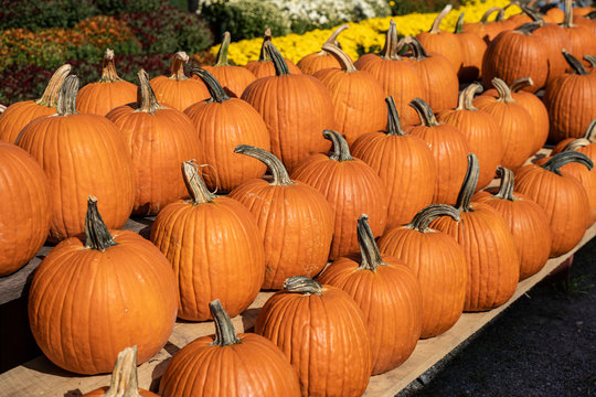 "Rows Of Pumpkins" Images – Browse 100 Stock Photos, Vectors, and Video ...