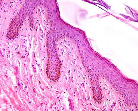 รูปภาพHistological – เลือกดูภาพถ่ายสต็อก เวกเตอร์ และวิดีโอ5,479 ...