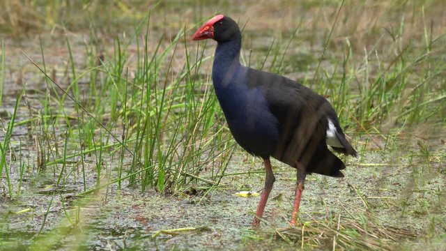 รูปภาพWater-Hen – เลือกดูภาพถ่ายสต็อก เวกเตอร์ และวิดีโอ108 | Adobe Stock