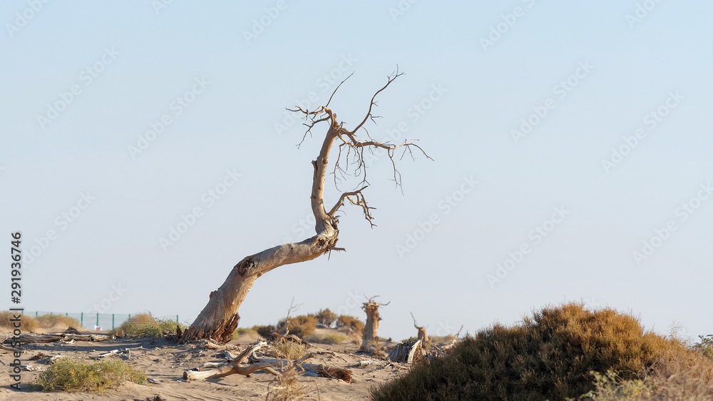 Dead populus euphratica trees in dead tree forest | WallsHeaven | atiger