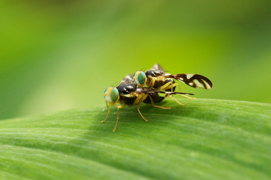 รูปภาพFormiga – เลือกดูภาพถ่ายสต็อก เวกเตอร์ และวิดีโอ1,138 | Adobe Stock