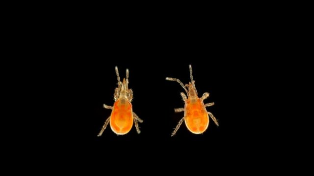 Parasitiformes Images – Browse 601 Stock Photos, Vectors, and Video ...