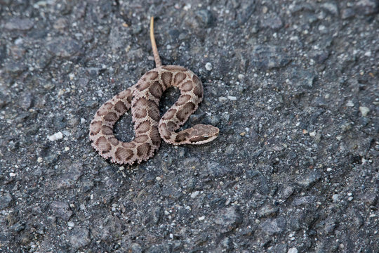 Mamushi 이미지 – 찾아보기 396 스톡 사진, 벡터 및 비디오 | Adobe Stock