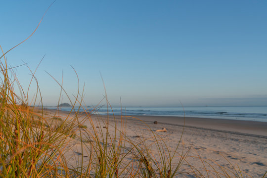 「Pingao」の写真素材 | 43件の無料イラスト画像 | Adobe Stock