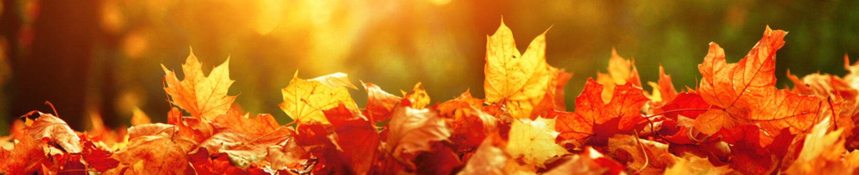September-Bilder: Stock-Fotos & -Videos. | Adobe Stock