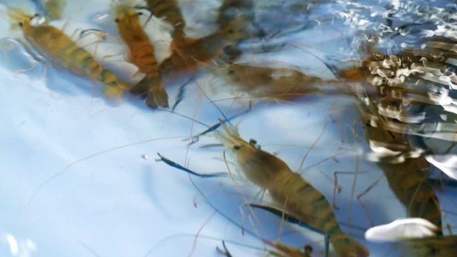 "River Shrimp" Images – Browse 21 Stock Photos, Vectors, and Video ...