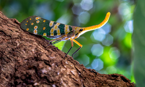 LAS 2,463,990 MEJORES IMÁGENES, FOTOS DE ARCHIVO Y VECTORES DE Insect ...