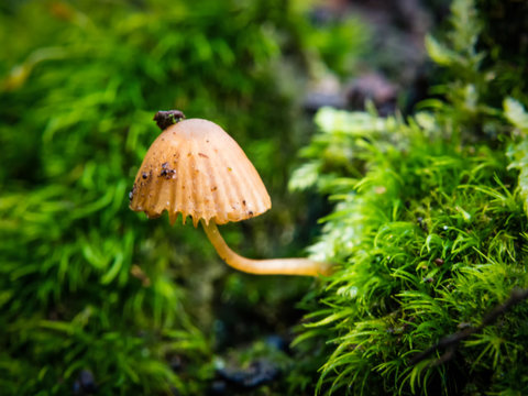 164 BESTE Winzling BILDER, STOCK-FOTOS & -VEKTORGRAFIKEN | Adobe Stock